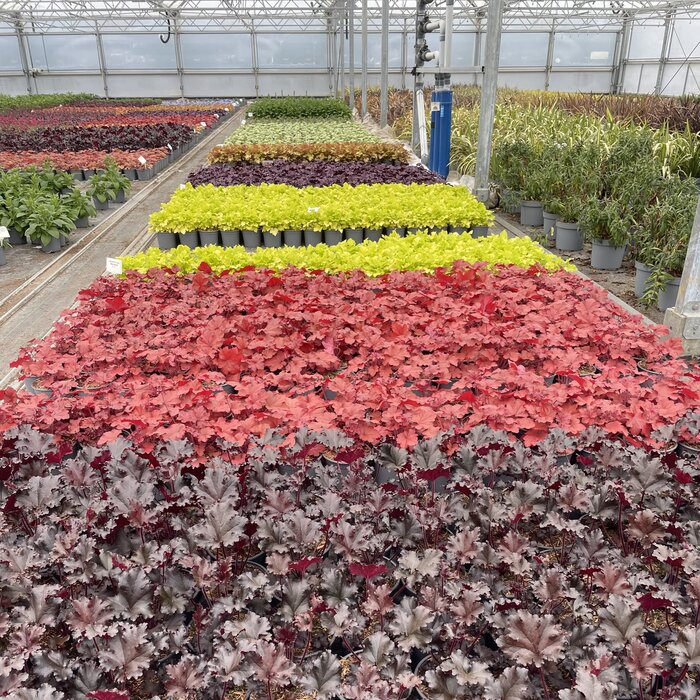 Joseph Rochford Gardens Ltd